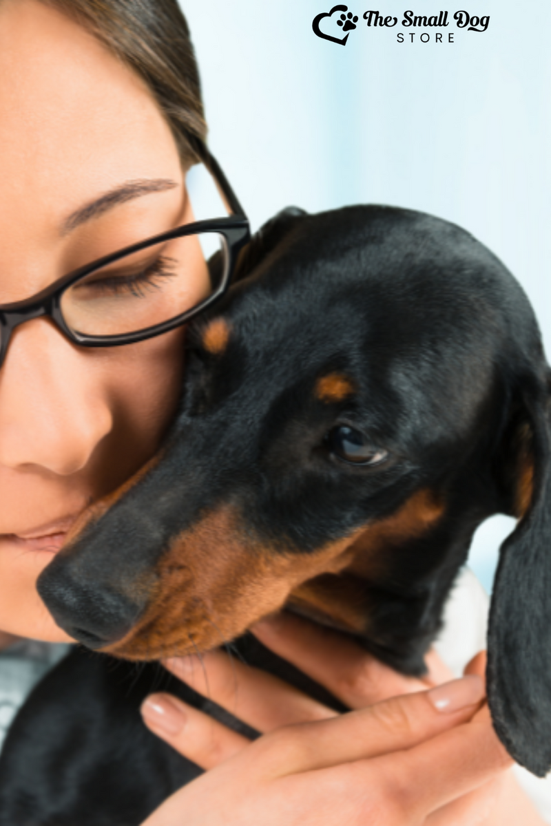 Are Dachshunds Hypoallergenic? A Comprehensive Guide – Small Dog Store