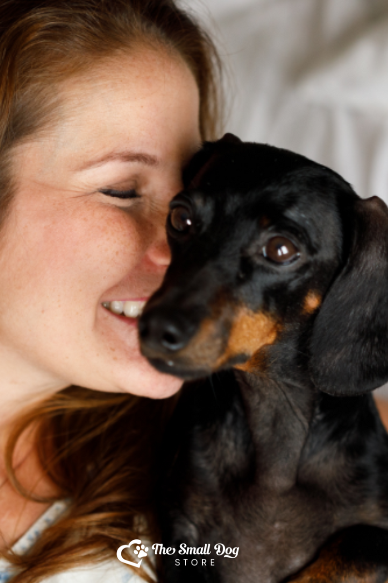 Do Dachshunds Like to Cuddle? Everything You Need to Know – The Small ...