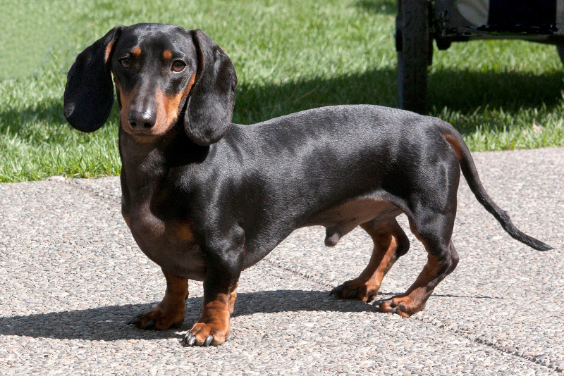 The Origin and Evolution of the Dachshund Breed: From Badger Hunter to ...